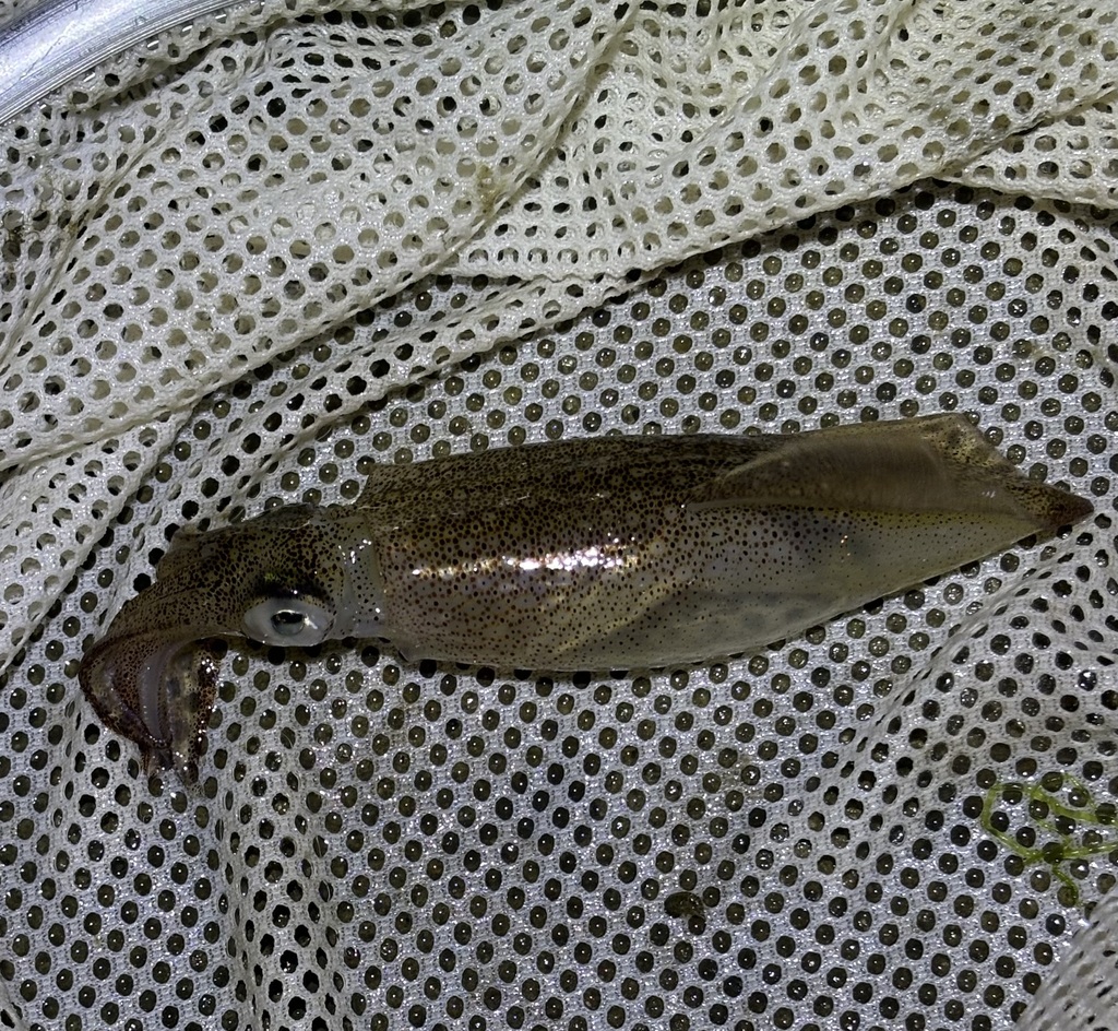 Longfin Inshore Squid in July 2024 by AVNJ · iNaturalist