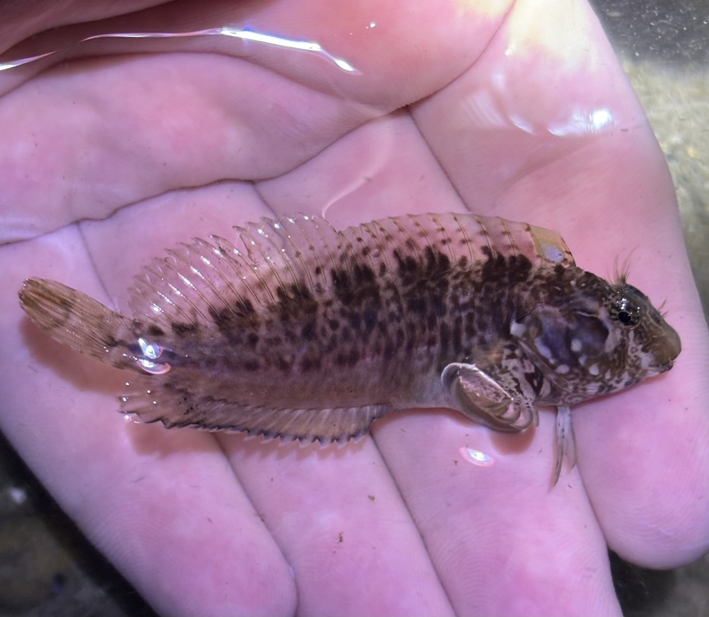 Crested Blenny (Hypleurochilus geminatus) - Marine Life Identification