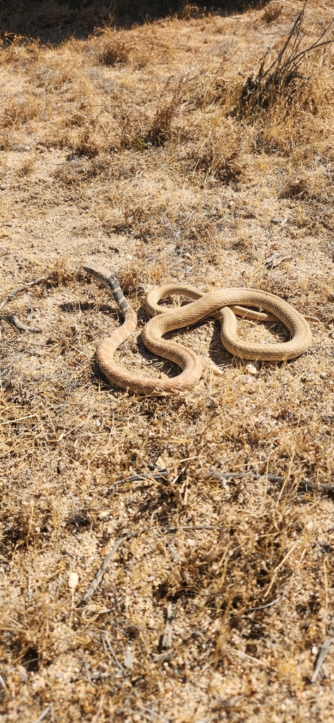 Red Coachwhip from Kern County, US-CA, US on July 22, 2024 at 09:55 AM ...