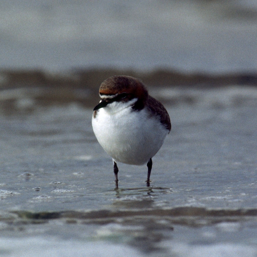 Red-capped Plover from Cooloola QLD 4580, Australie on July 15, 1999 by ...