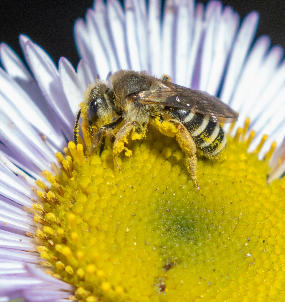 Orange-legged Furrow Bee from Tomales Point, Marin County, CA, USA on ...