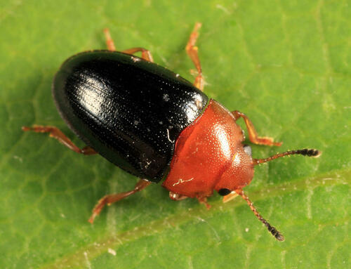 Triplax flavicollis · iNaturalist
