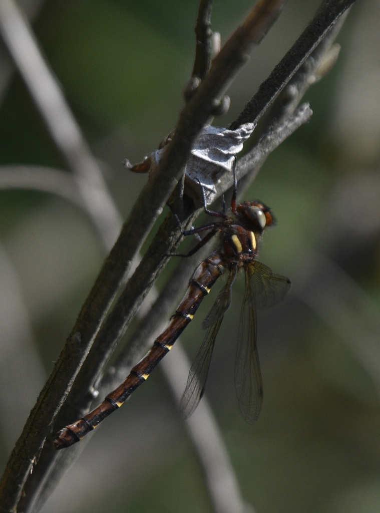 Himalayan Relict Dragonfly in May 2024 by Srinjan Majumdar · iNaturalist