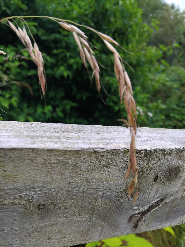 tall oat grass from Lancaster LA1 3NX, UK on July 22, 2024 at 01:29 PM ...