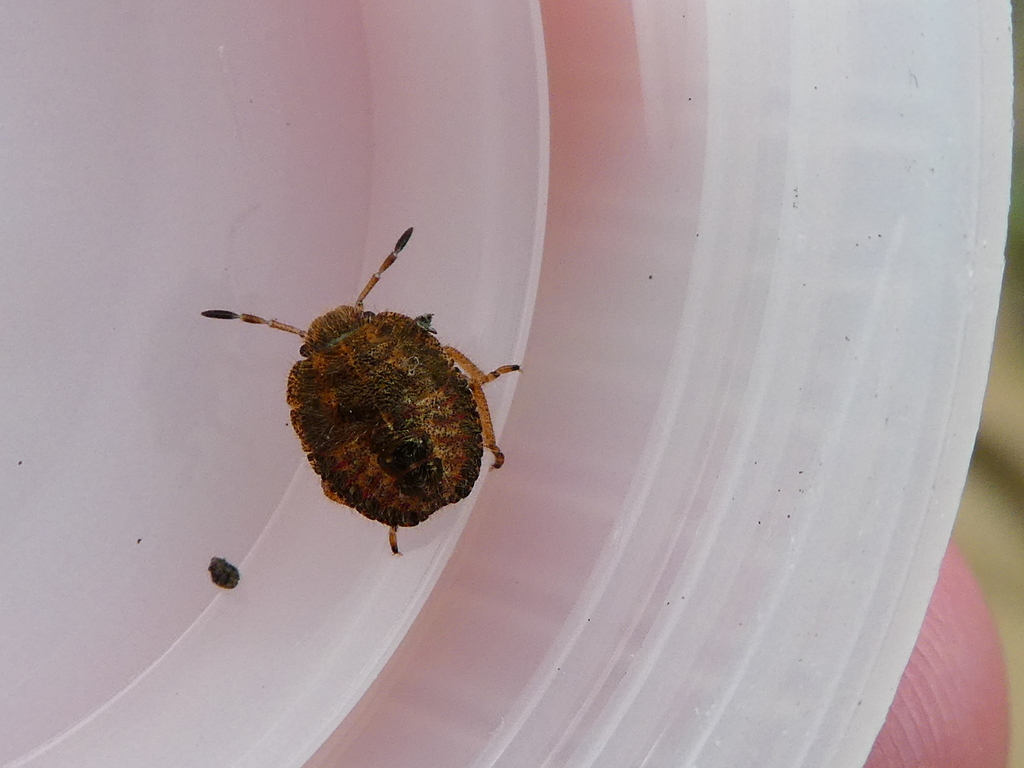 Sloe Bug from Dudley, UK on July 22, 2024 at 01:43 PM by ecwoolley ...