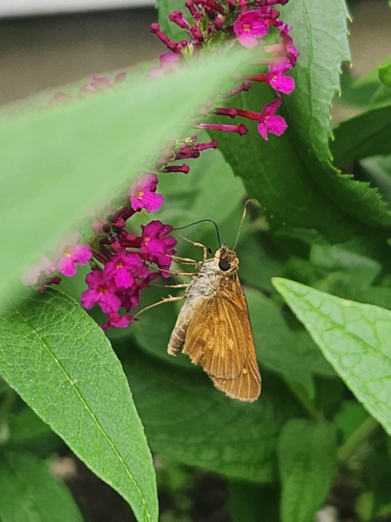 Broad-winged Skipper from Yardville-Groveville, Groveville, NJ, USA on ...