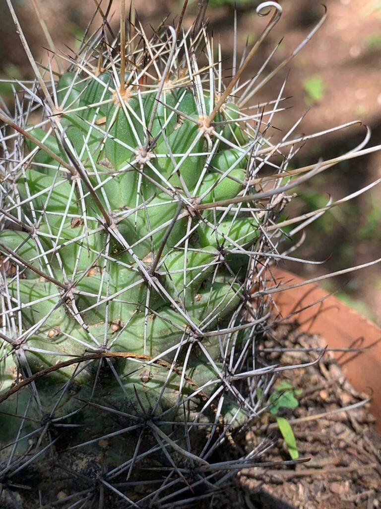 Coryphantha clavata from Calvillo, Ags., México on May 23, 2024 at 12: ...