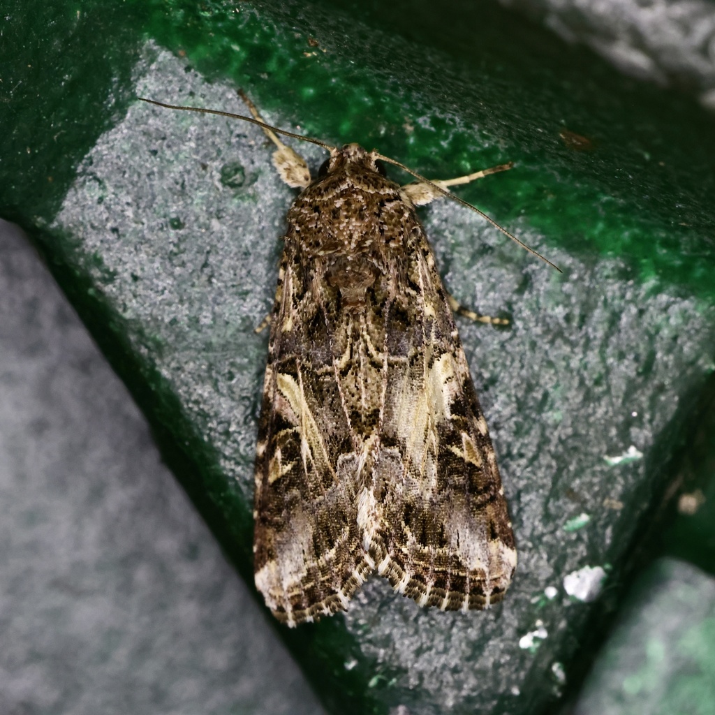 Yellow-striped Armyworm Moth from Long Island, New York, NY, US on July ...