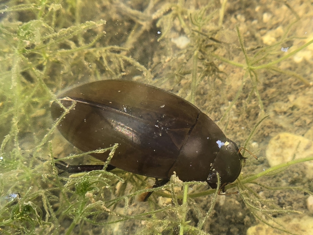 Giant Water Scavenger Beetle from Palm Springs, CA 92264, USA on July ...