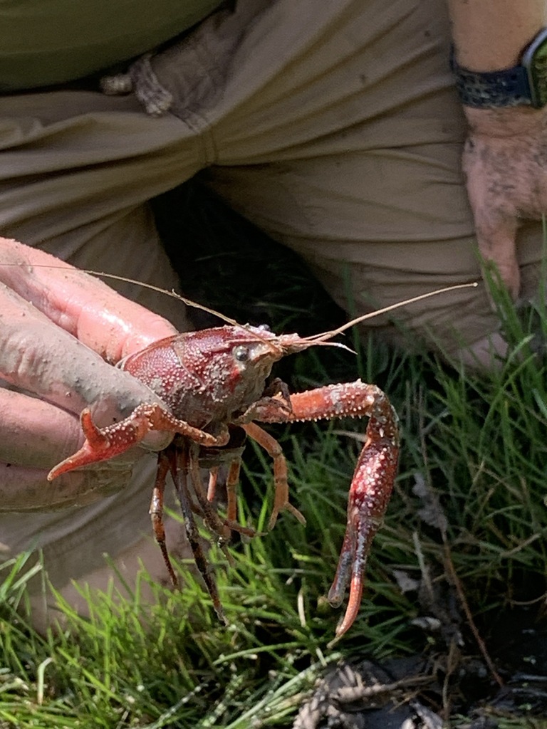 White River Crayfish from Thornhill, Vaughan, ON, Canada on July 19 ...