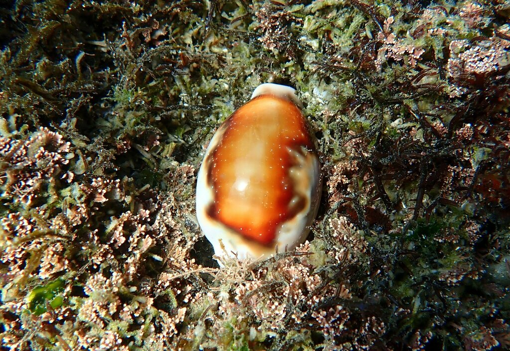 Chestnut Cowry from Mission Point Park, 2600 Bayside Ln, San Diego, CA ...