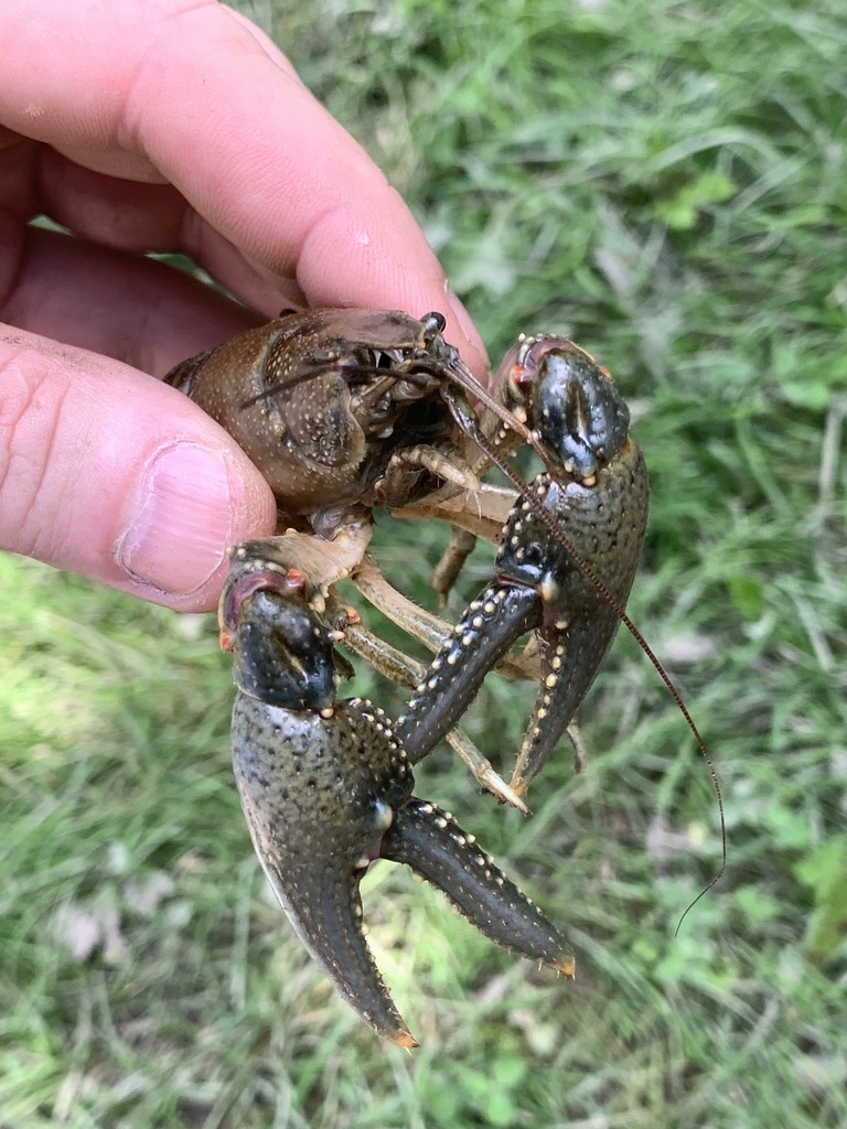 Virile Crayfish from Thornhill, Vaughan, ON, Canada on July 19, 2024 at ...