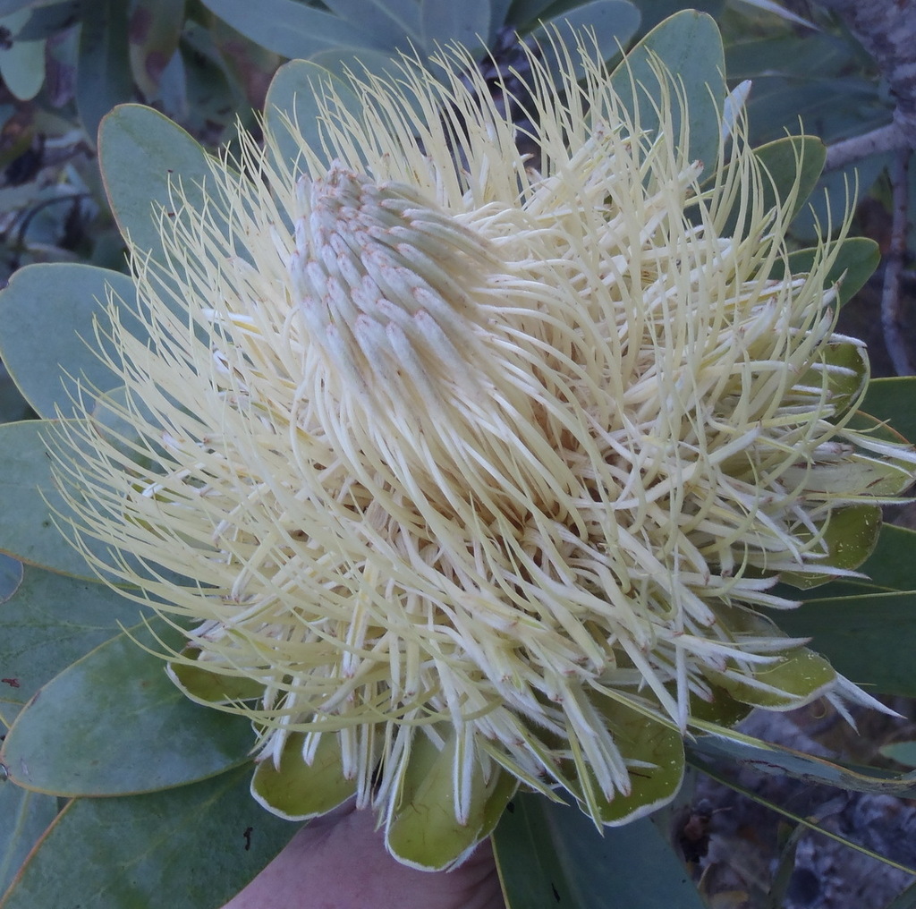 Wagon Tree from Oom Stan se Liggie Trail, Ladismith on July 12, 2014 at ...