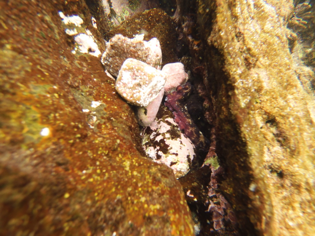 Typical Octopuses from Parque Nacional Galápagos, Galápagos, EC on July ...