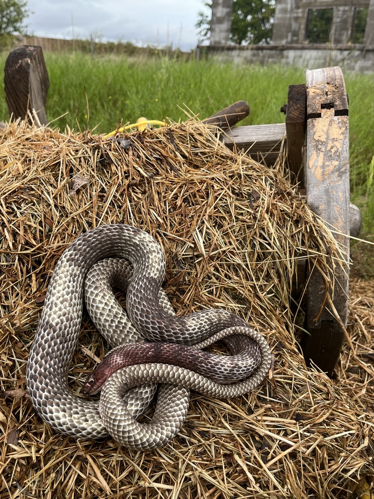 Coachwhip in July 2024 by Kevin Graham · iNaturalist