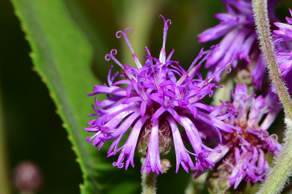 Missouri Ironweed from South Deering, Chicago, IL, USA on July 22, 2024 ...