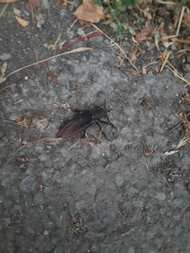 Rhaesus serricollis from Interurban Bus Service, Rustavi, Грузия on ...