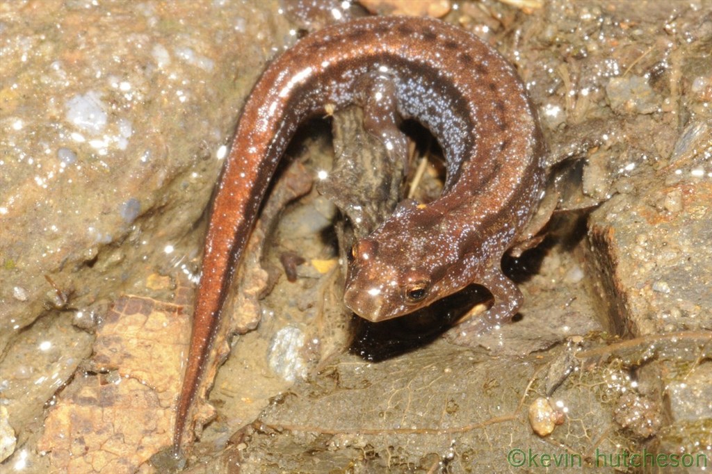 Seepage Salamander (Great Smoky Mountains National Park - Reptiles ...