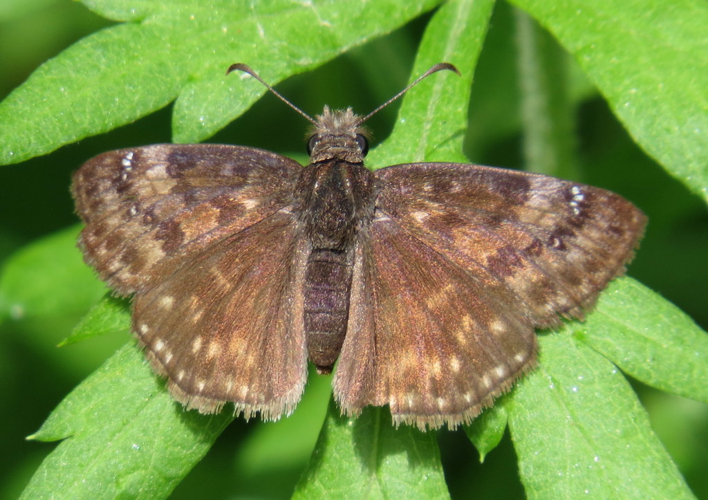 Wild Indigo Duskywing (Butterflies and Skippers of GSMNP) · iNaturalist