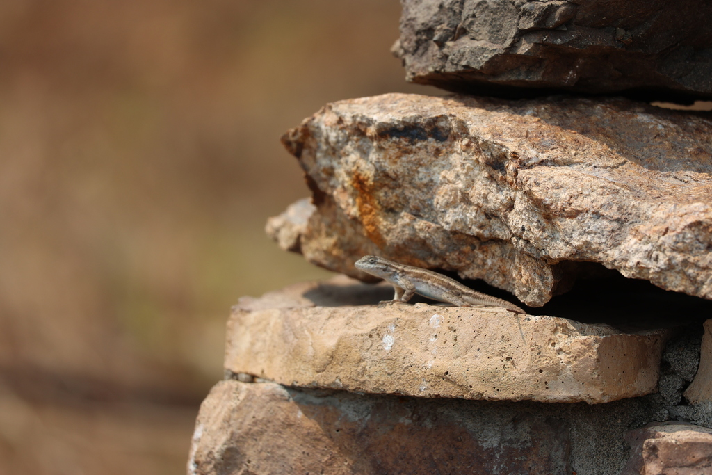 Spiny Lizards from Okanogan County, WA, USA on July 22, 2024 at 11:58 ...