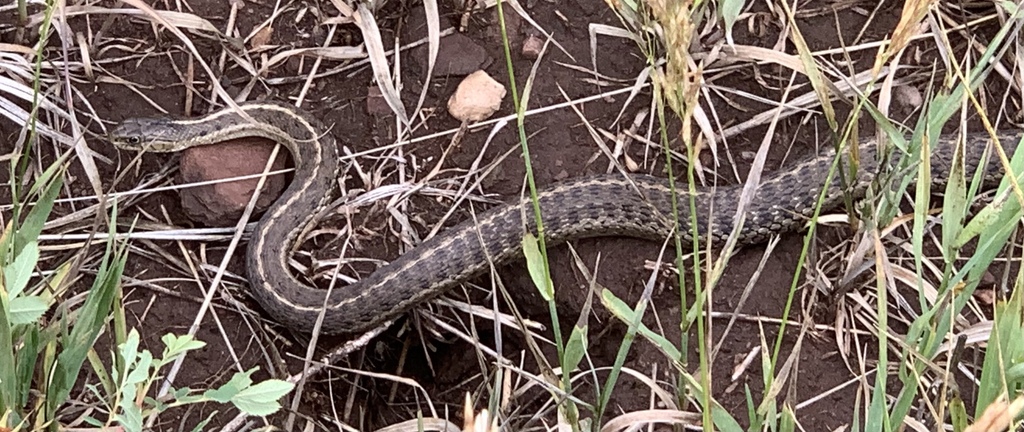 Western Terrestrial Garter Snake from Pike and San Isabel National ...