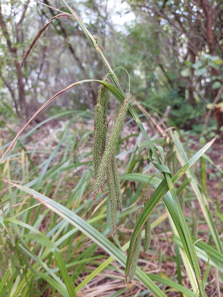 cutty grass from Berhampore, Wellington 6023, New Zealand on July 23 ...