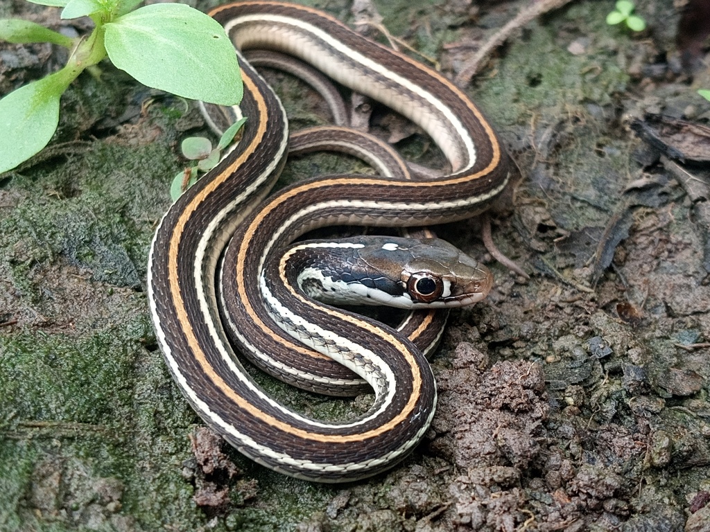 Orange-striped Ribbonsnake from Muskogee County, OK, USA on July 22 ...