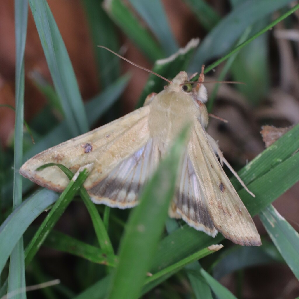 Corn Earworm Moth from 1524 Sunset Dr, Norman, OK 73069, USA on July 20 ...