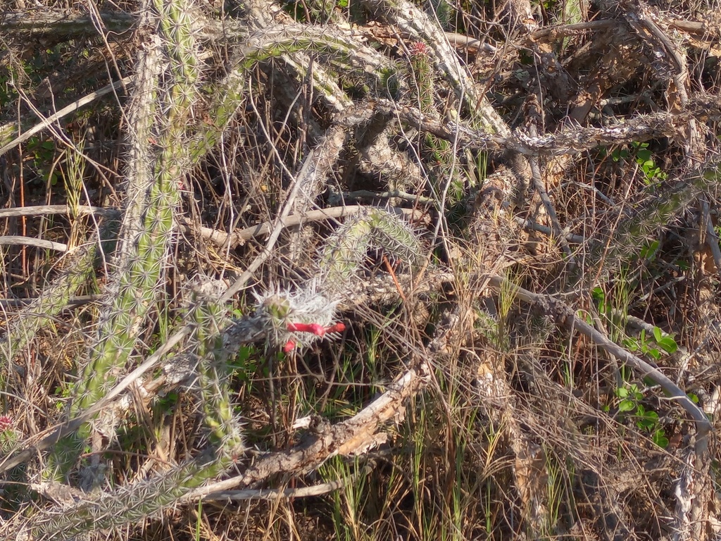 Octopus Cactus in June 2024 by Guevara-Medina Miguel Angel · iNaturalist