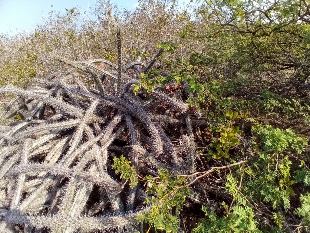 Octopus Cactus in June 2024 by Guevara-Medina Miguel Angel · iNaturalist