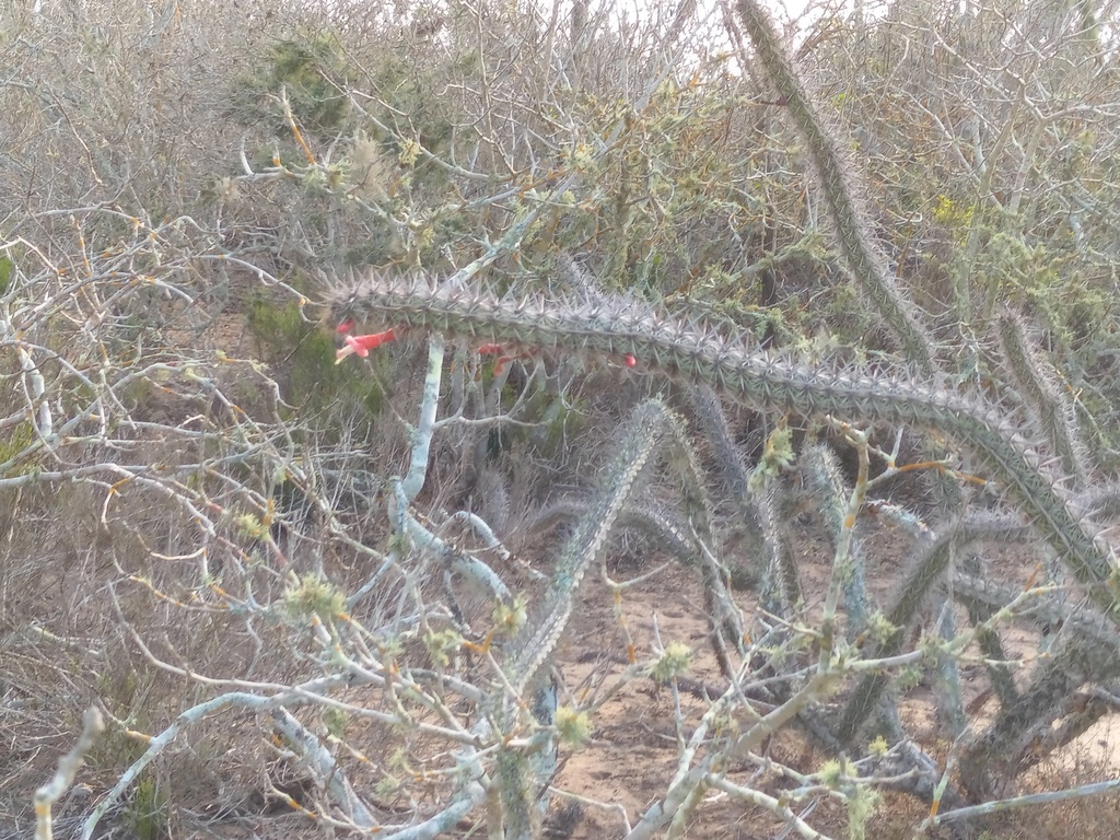 Octopus Cactus in June 2024 by Guevara-Medina Miguel Angel · iNaturalist