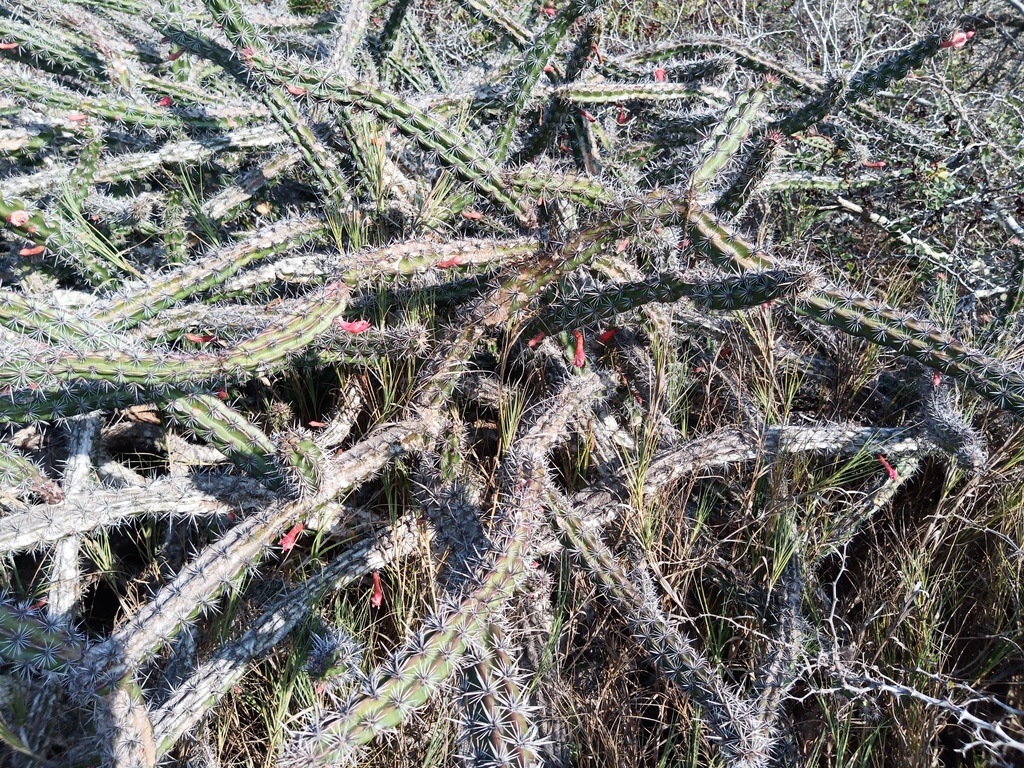 Octopus Cactus in June 2024 by Guevara-Medina Miguel Angel · iNaturalist