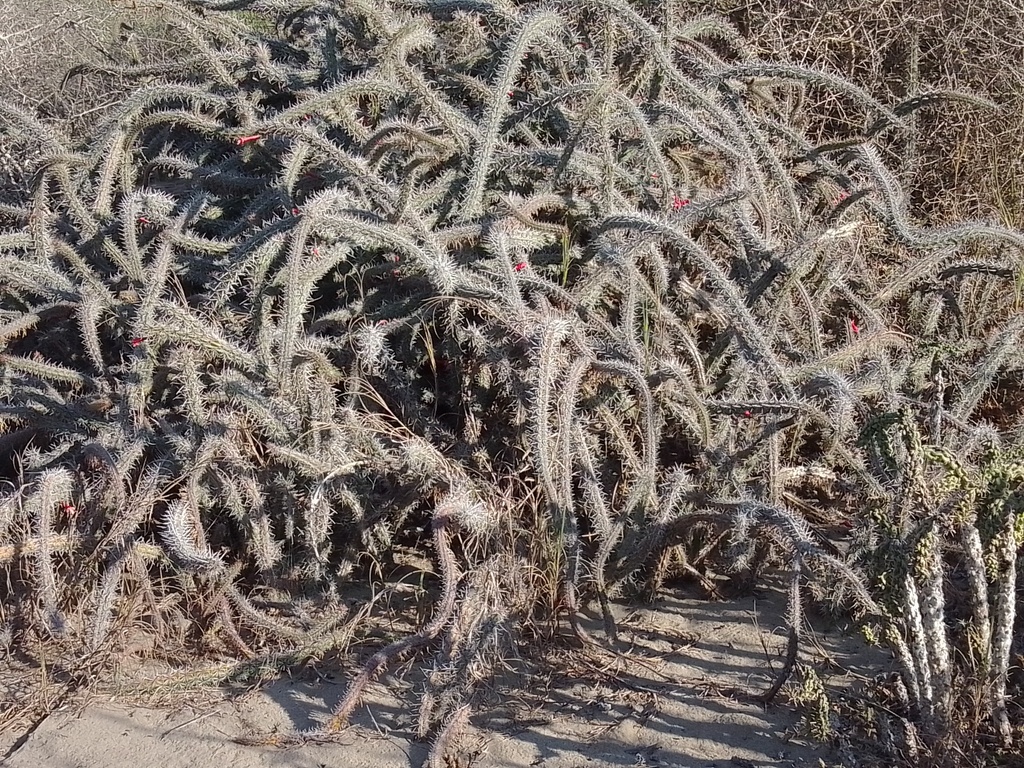 Octopus Cactus in July 2023 by Guevara-Medina Miguel Angel. Exif_JPEG ...