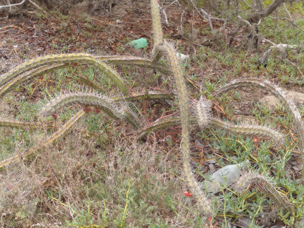 Octopus Cactus in June 2024 by Guevara-Medina Miguel Angel · iNaturalist