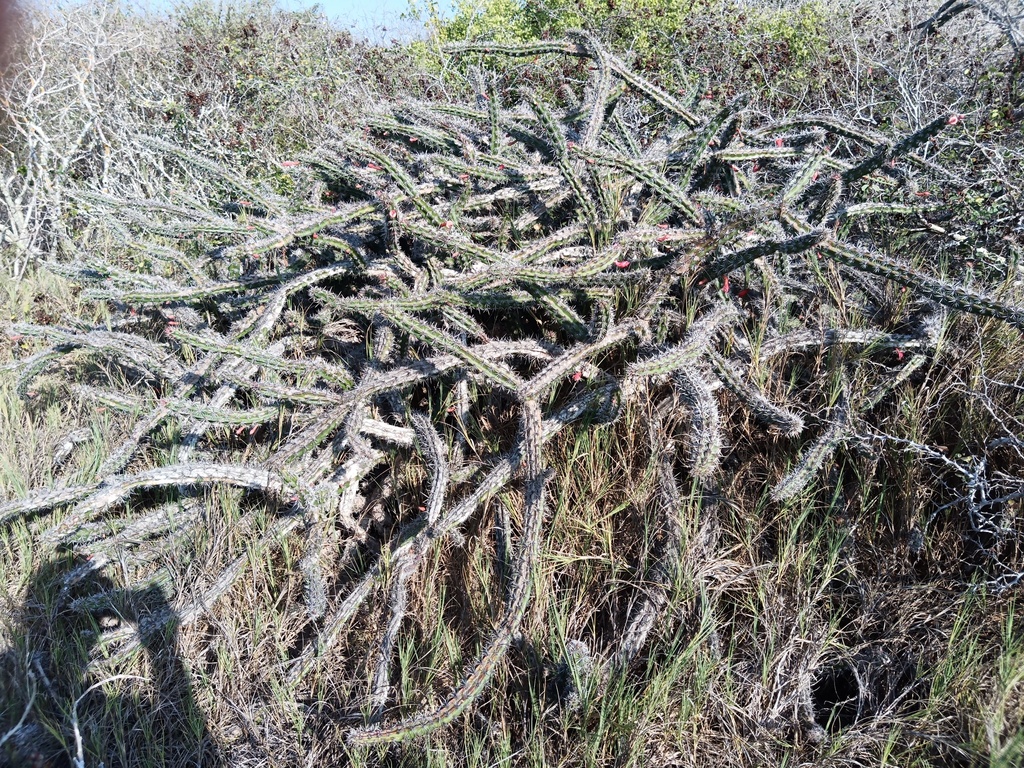 Octopus Cactus in June 2024 by Guevara-Medina Miguel Angel · iNaturalist