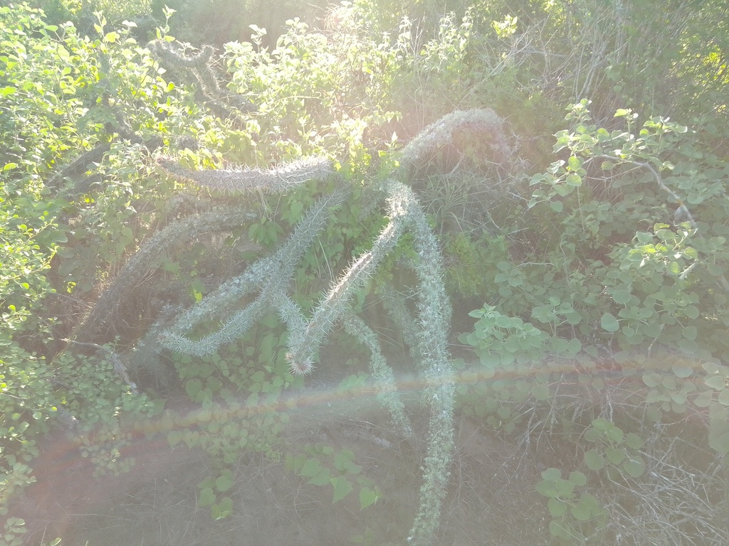 Octopus Cactus in August 2023 by Guevara-Medina Miguel Angel. Exif_JPEG ...