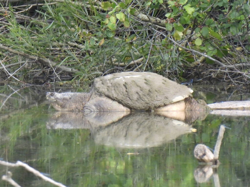 Common Snapping Turtle from Mattawan, MI, US on July 21, 2024 at 05:12 ...