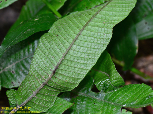 Pronephrium triphyllum · iNaturalist United Kingdom