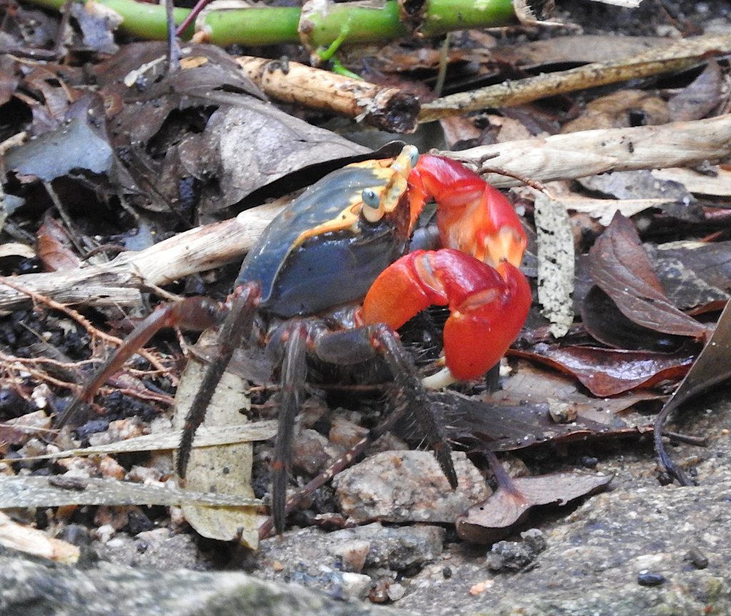 Red-clawed crab from Osaka Nanko Bird Sanctuary, 3 Chome-5-30 Nankōkita ...
