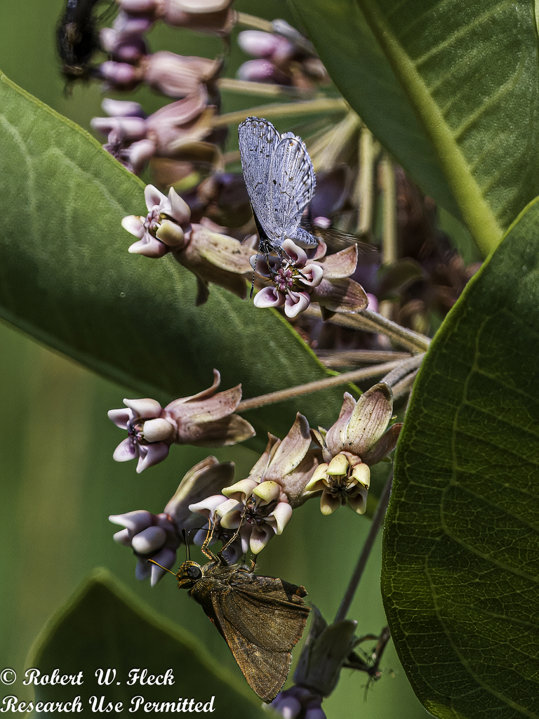 Holarctic Azures from Orford, NH, USA on July 14, 2024 at 02:40 PM by ...