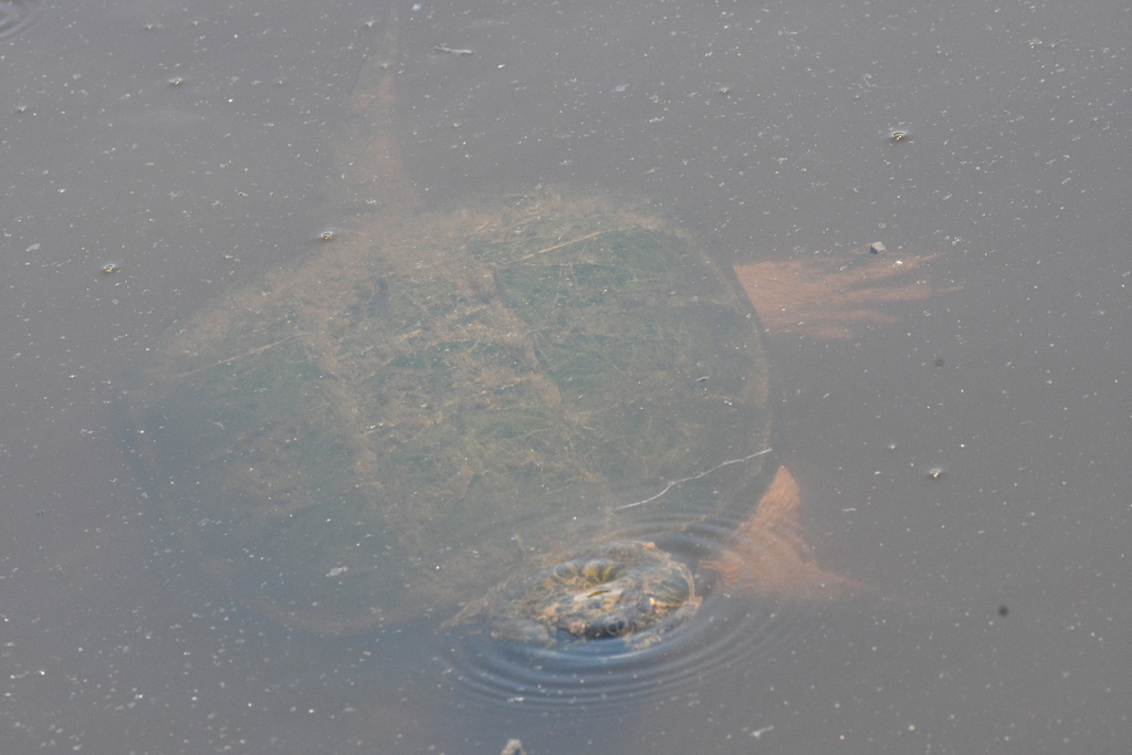 Common Snapping Turtle from Sloan's Crossing Pond, KY, USA on July 9 ...