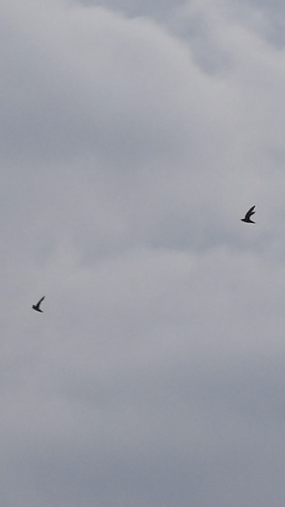 Chimney Swift from Meadowbrook Park, Urbana, IL, US on July 20, 2024 at ...