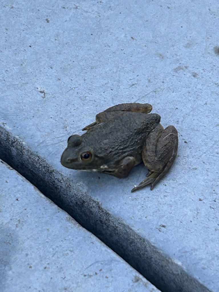 American Bullfrog from Siebenthaler Wetlands #1, Dayton, OH, US on July ...