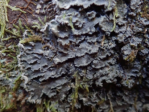 Leioderma duplicatum · iNaturalist Mexico
