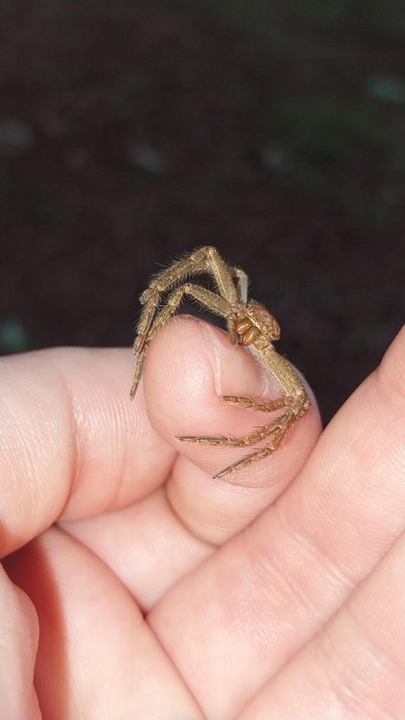 Huntsman Spiders from Planalto, Santa Rosa - RS, Brazil on July 22 ...