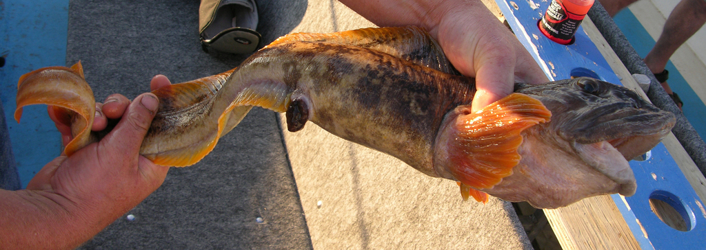 Ocean Pout from North Rustico, PE, Canada on July 16, 2008 at 05:08 PM ...