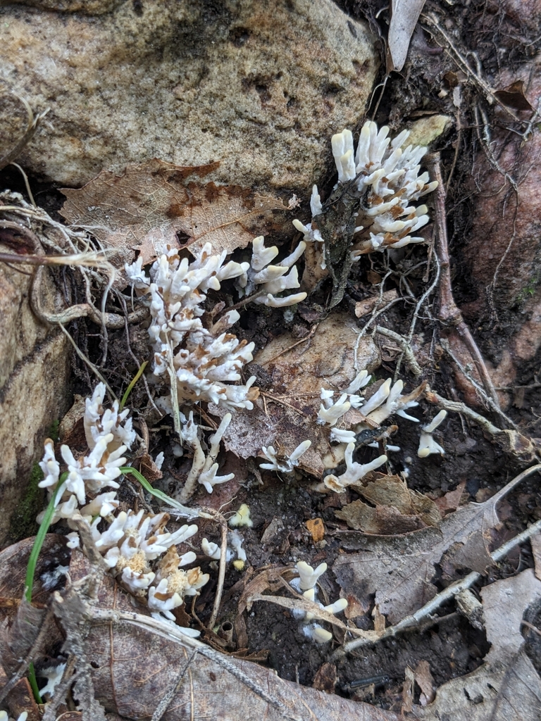 jellied false coral fungus from Phelps County, US-MO, US on July 16 ...