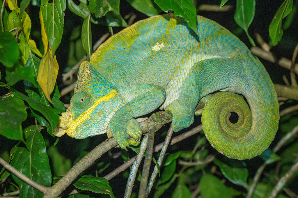 Calumma parsonii parsonii in June 2024 by D Allen · iNaturalist