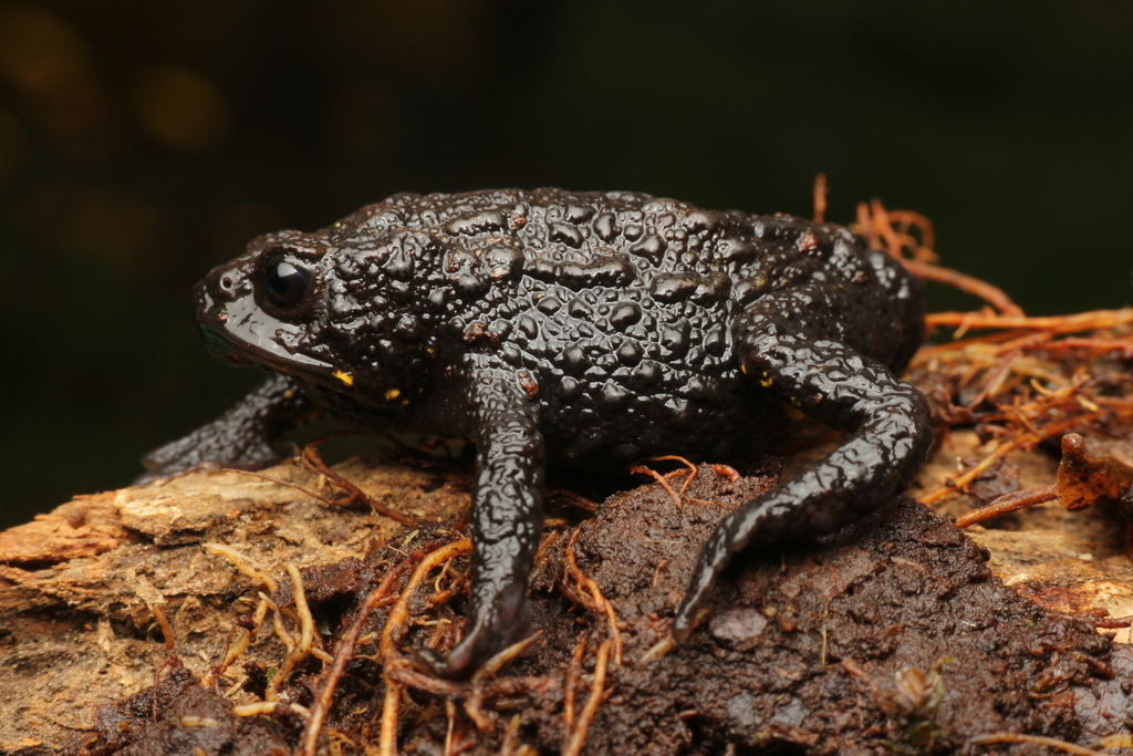 Herveo Plump Toad in July 2024 by Sebastián Duarte Marín · iNaturalist