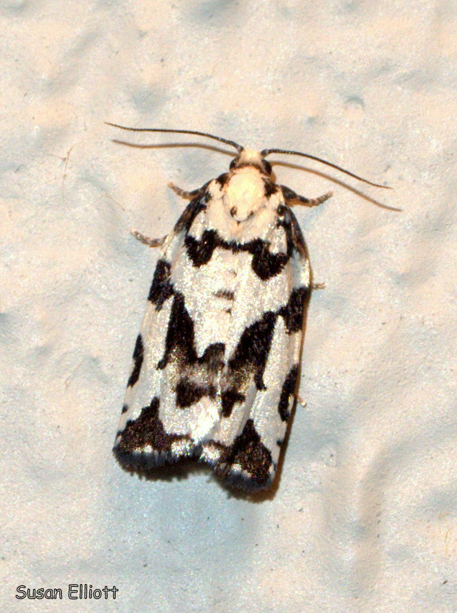 Boldly-marked Archips Moth (Lepidoptera of Savoy Mountain State Forest ...